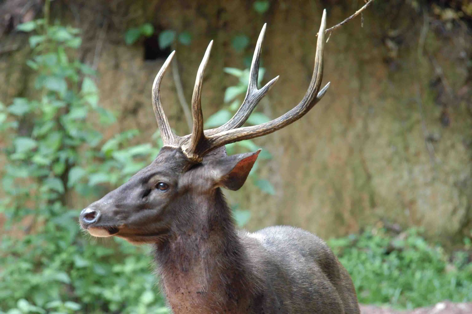 Hewan Rusa Sambar Spesies Ikonik Dari Asia Dan Australia